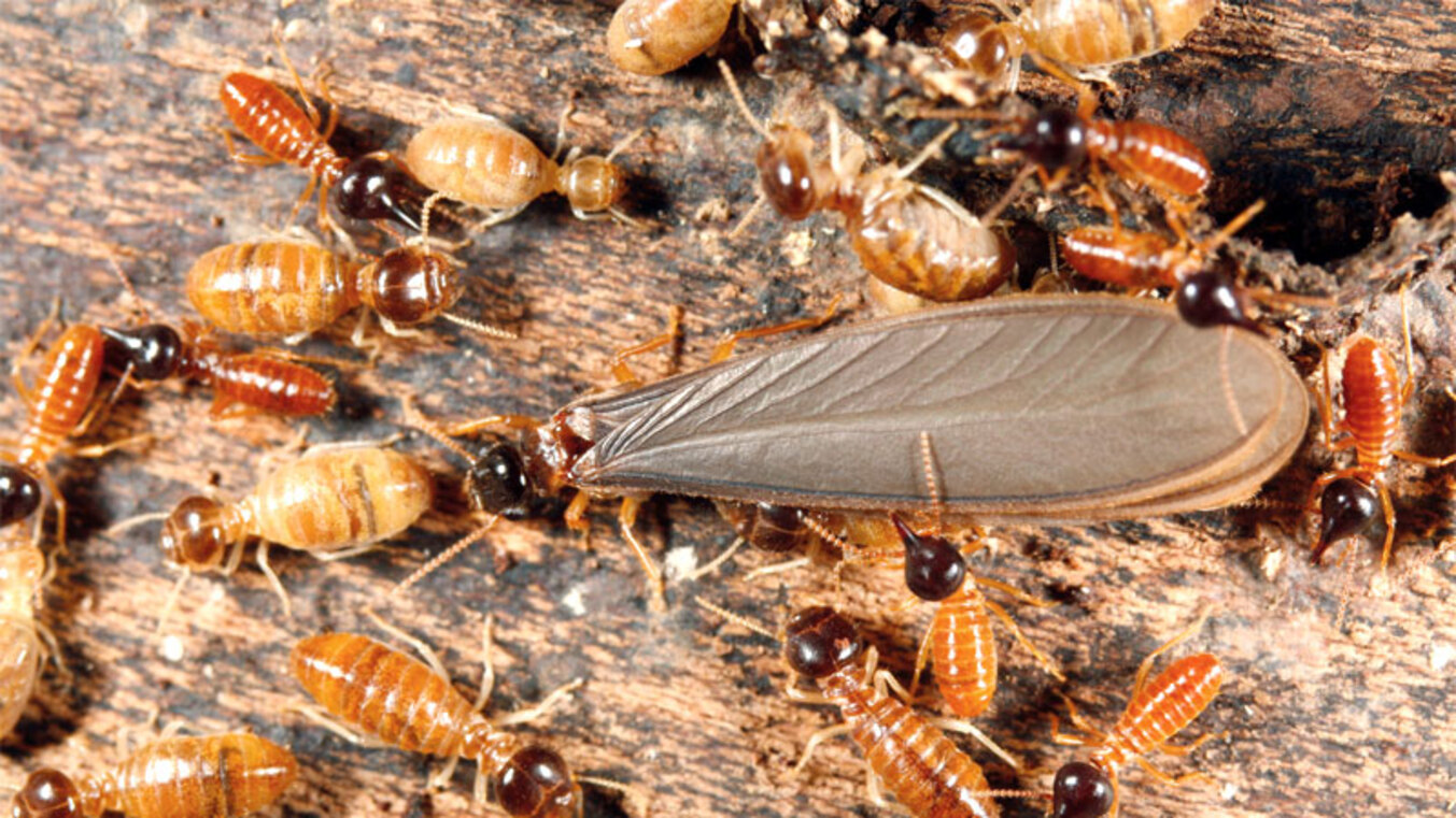 Termite Control - Antipest Pest Control